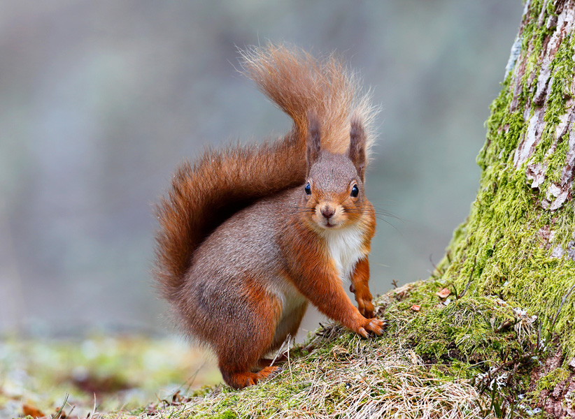 CCC - Public Homepage